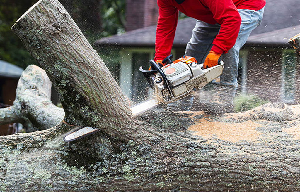 How to Save on Tree Care Work - National